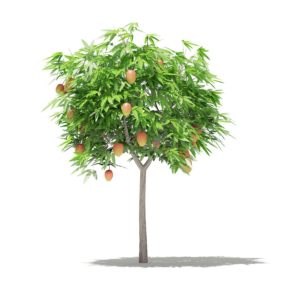 Mango Tree With Fruits 1.7m 3D model - Download Trees on 3DModels.org