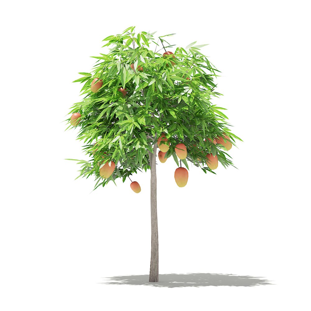 Mango Tree With Fruits 1.7m 3D model - Download Trees on 3DModels.org