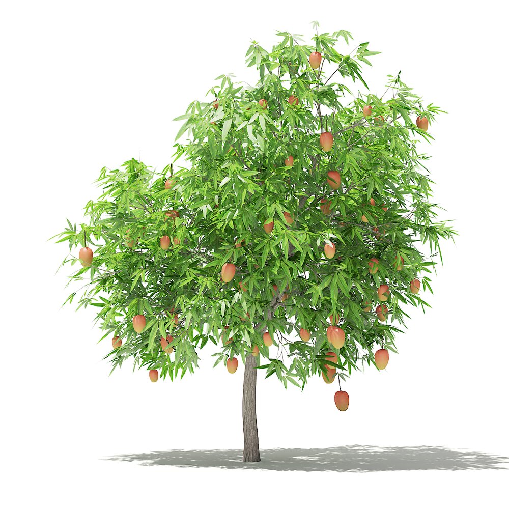 Mango Tree With Fruits 2.6m 3D model - Download Trees on 3DModels.org