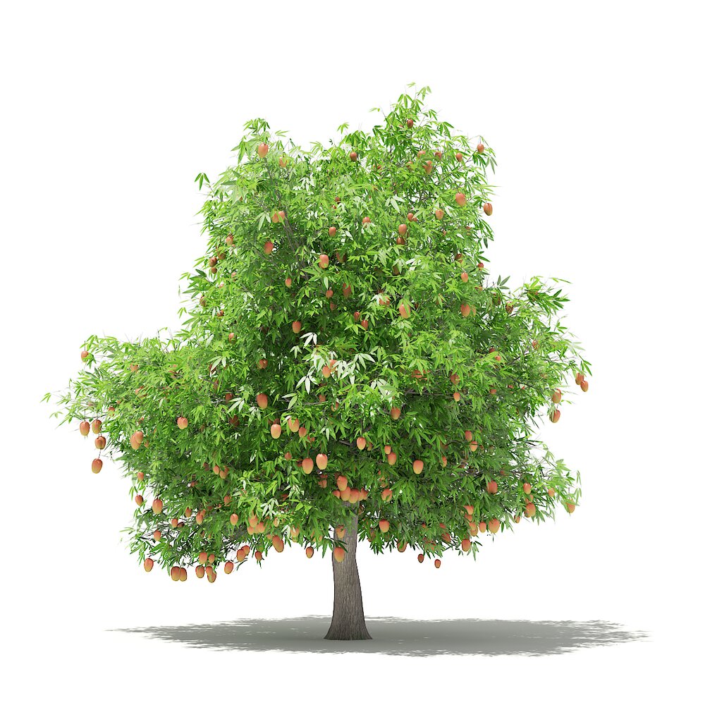 Mango Tree With Fruits 4.8m 3D model - Download Trees on 3DModels.org