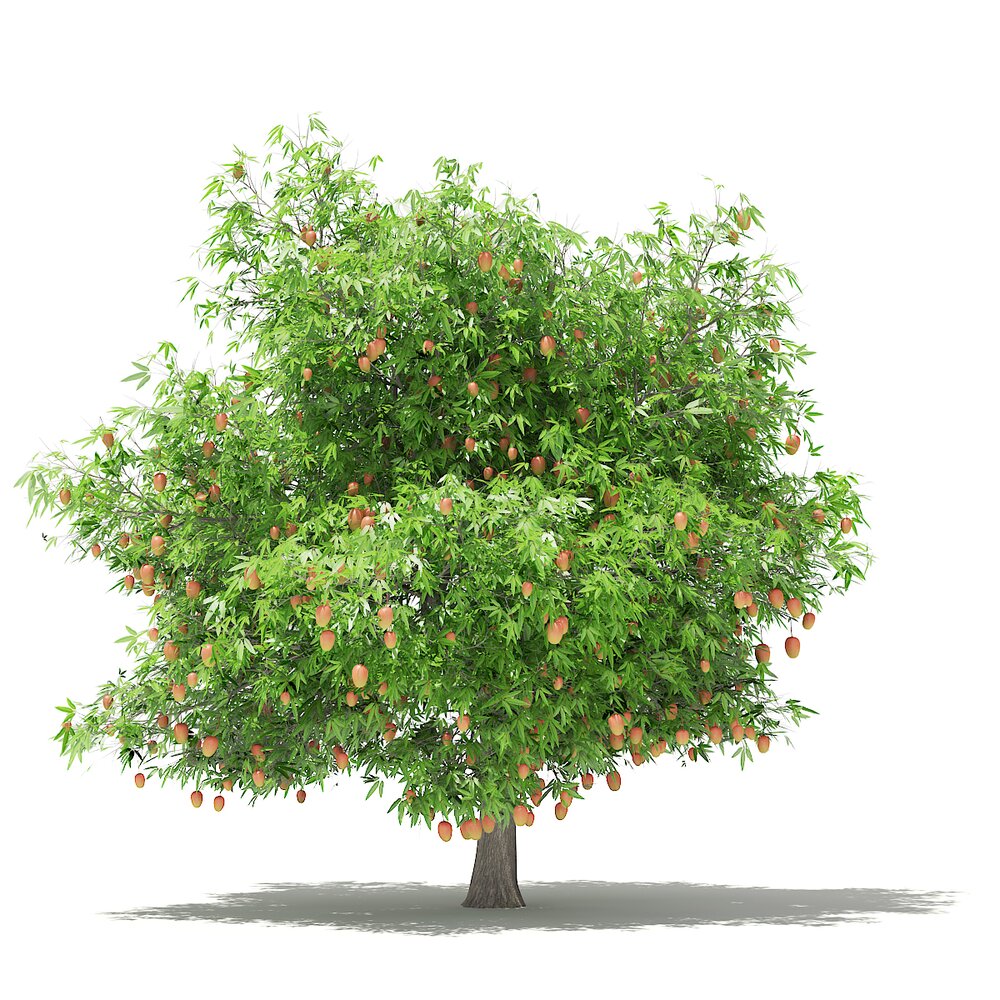 Mango Tree With Fruits 4.8m 3D model - Download Trees on 3DModels.org