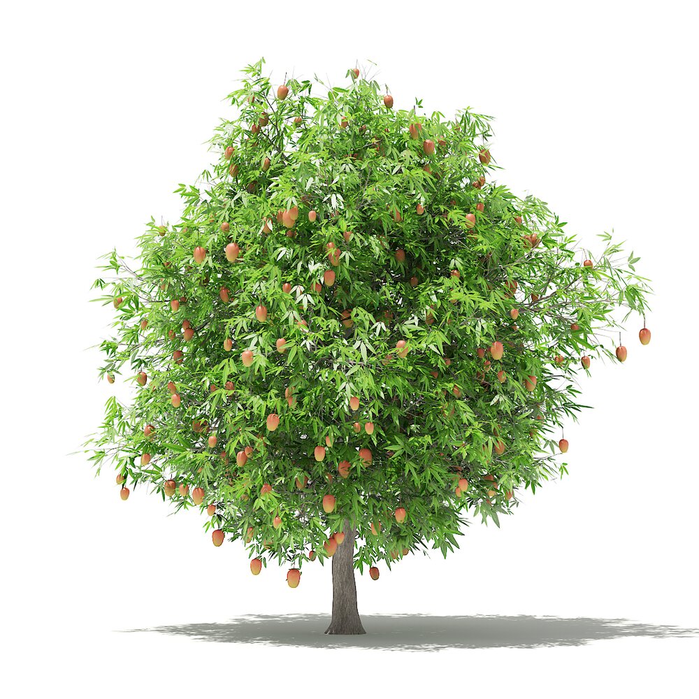 Mango Tree With Fruits 4m Modelo 3D - Descargar Árboles on 3DModels.org