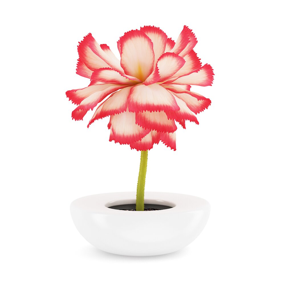 Pink Flower in White Pot 3D model - Download Flowers on 3DModels.org