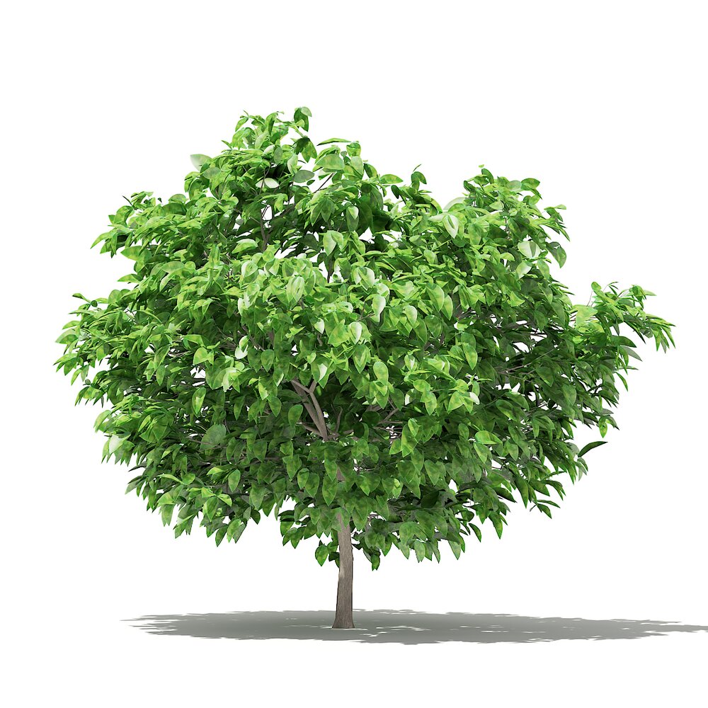 Pomelo Tree 1.7m 3D model - Download Trees on 3DModels.org