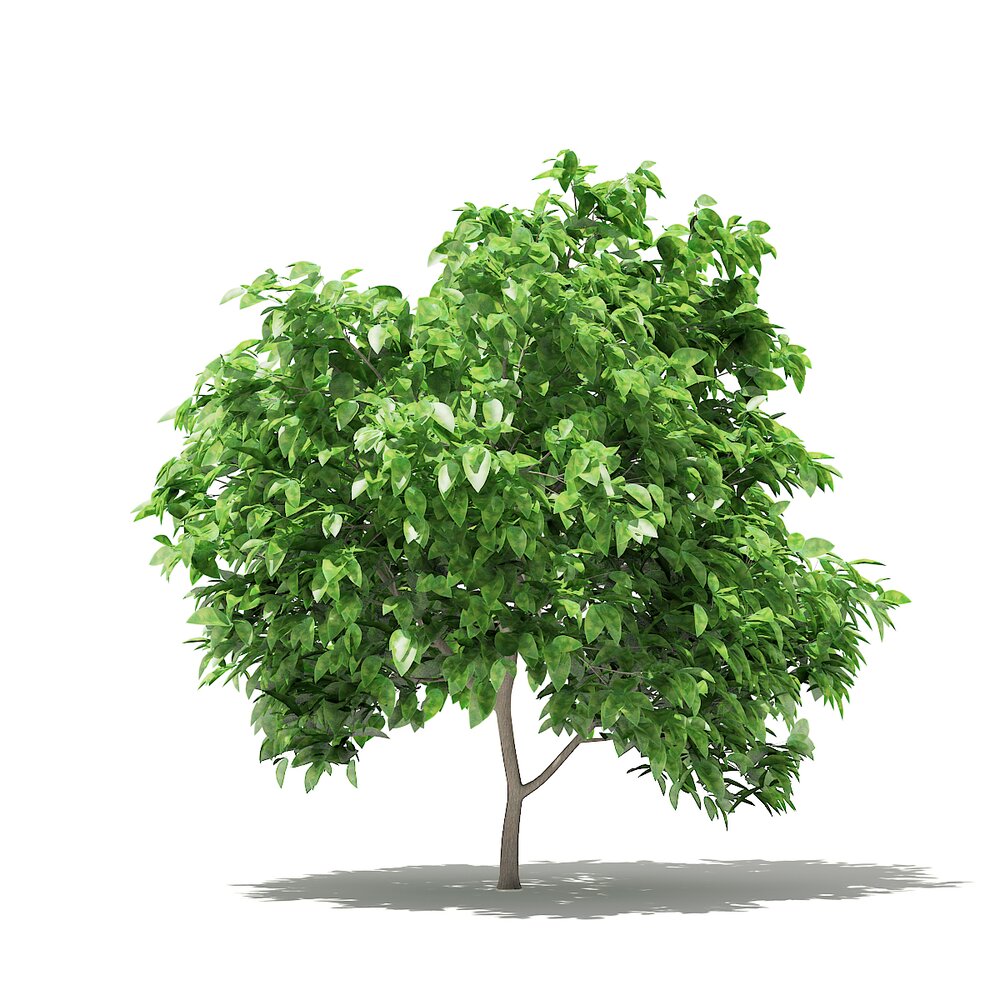 Pomelo Tree 1.7m 3D model - Download Trees on 3DModels.org