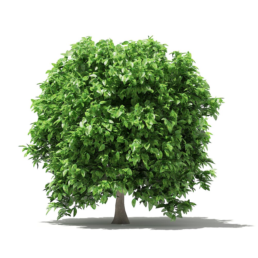 Pomelo Tree 2.4m 3D model - Download Trees on 3DModels.org