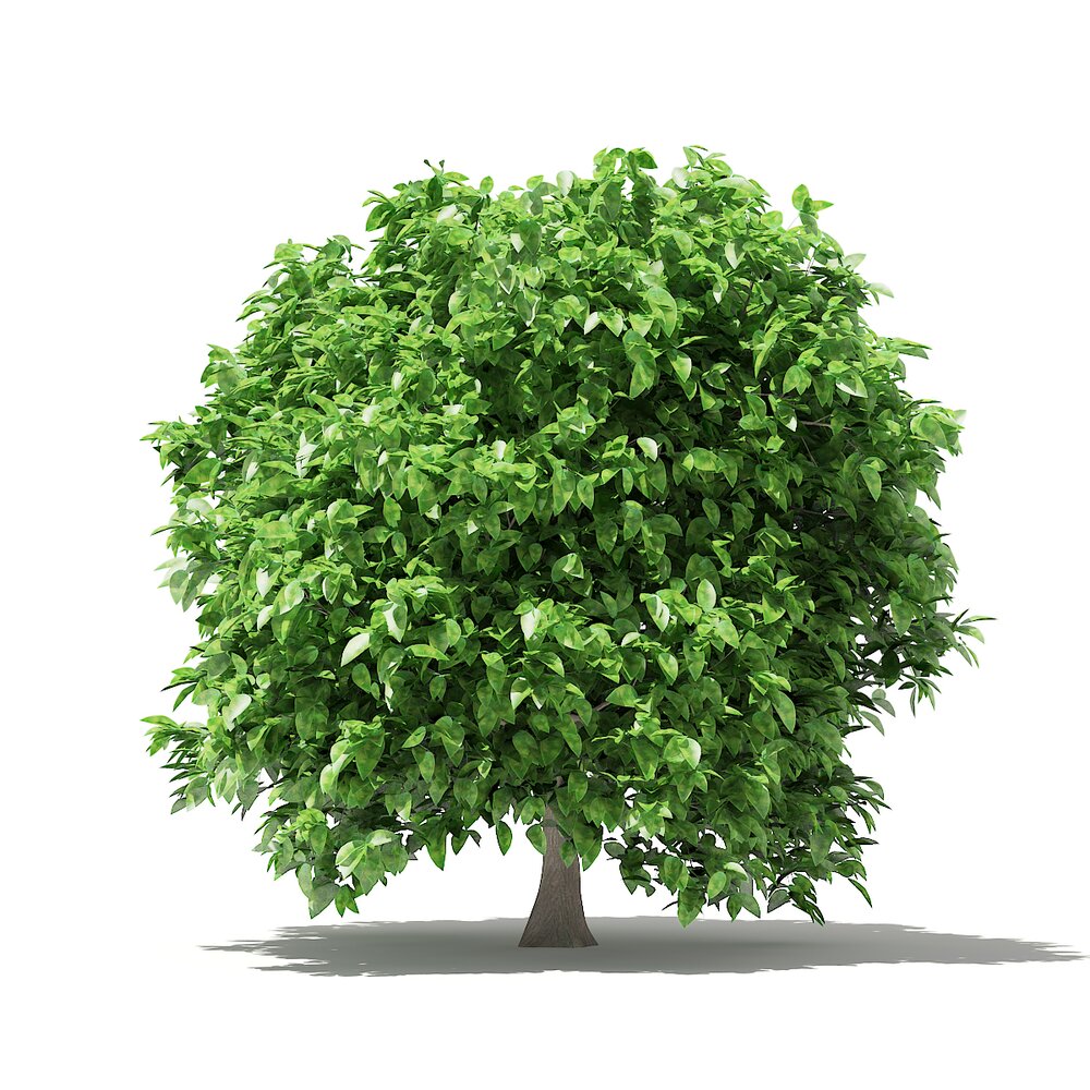 Pomelo Tree 2.4m 3D model - Download Trees on 3DModels.org