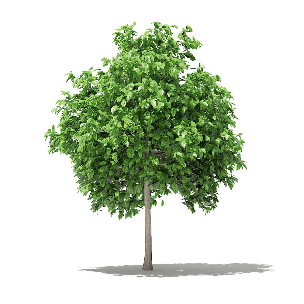 Pomelo Tree 2.6m 3D model - Download Trees on 3DModels.org