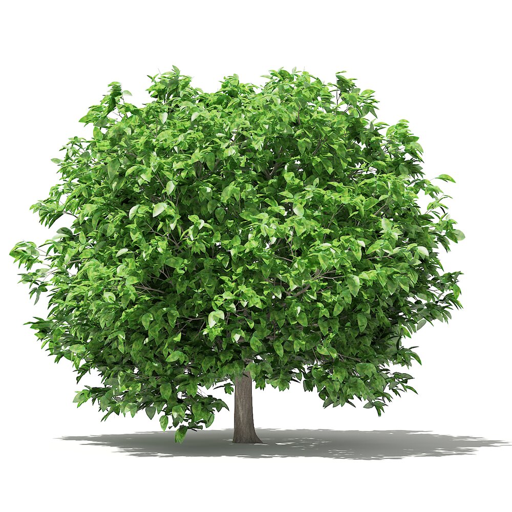 Pomelo Tree 2.8m 3D model - Download Trees on 3DModels.org