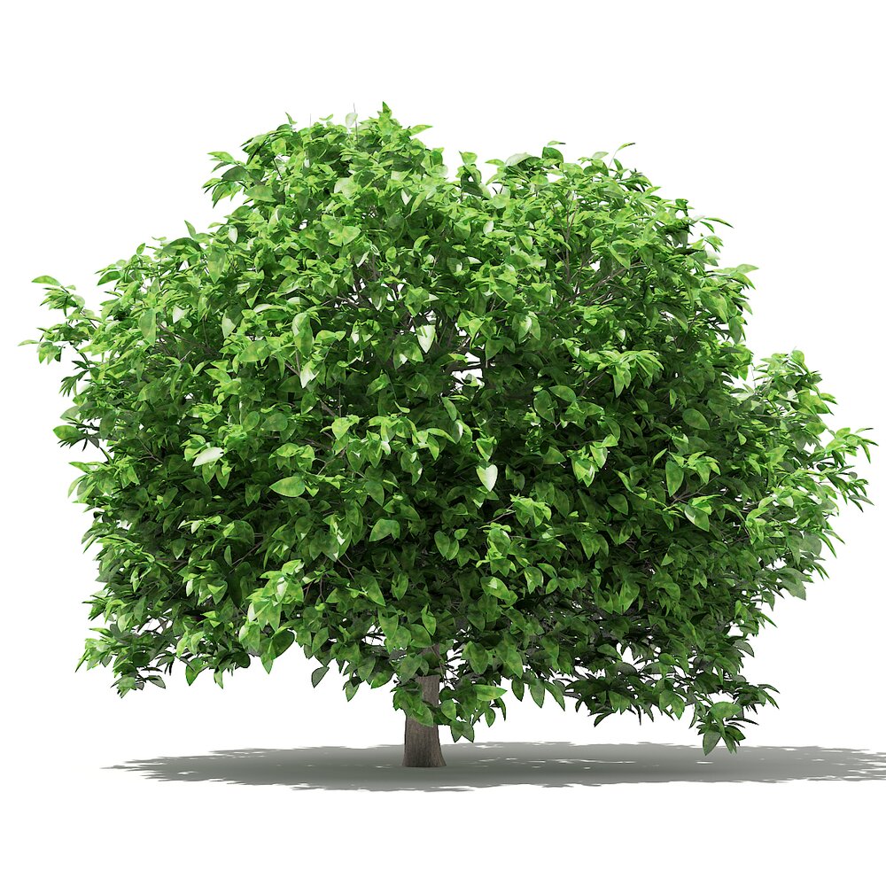 Pomelo Tree 2.8m 3D model - Download Trees on 3DModels.org