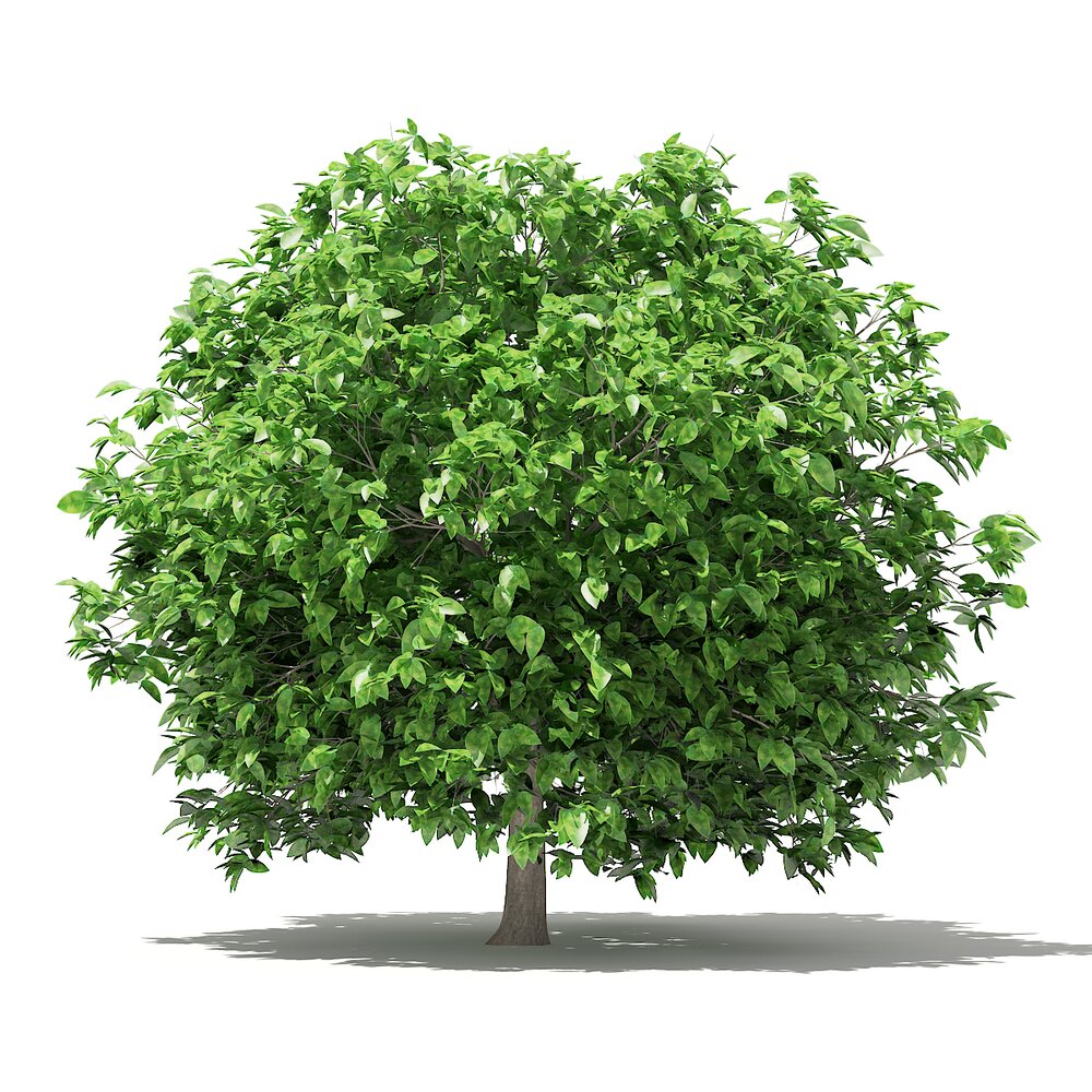 Pomelo Tree 2.8m 3D model - Download Trees on 3DModels.org