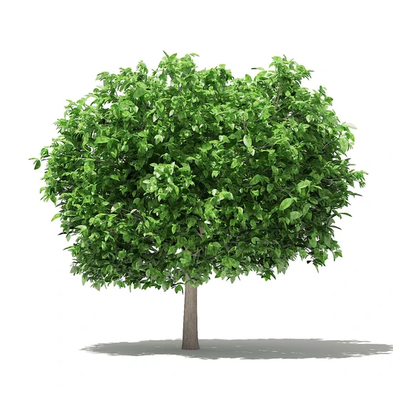 Pomelo tree 3D Models Download - 3DModels.org