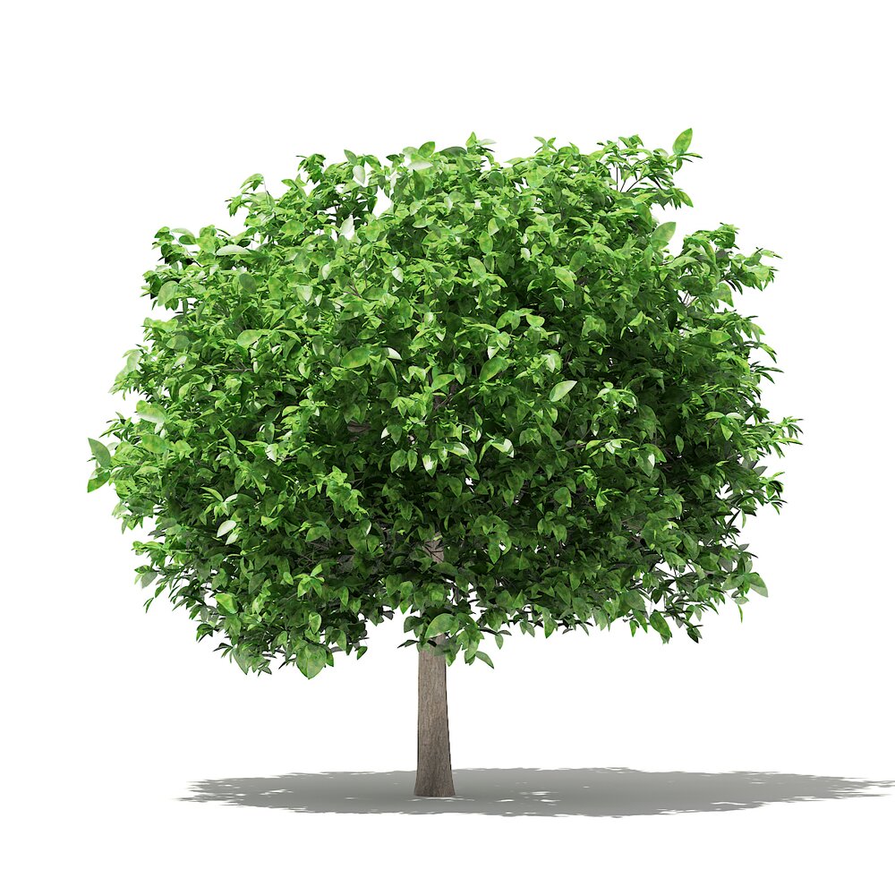 Pomelo Tree 3.6m Modelo 3D - Descargar Árboles on 3DModels.org