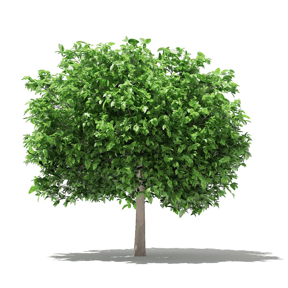 Pomelo Tree 3.6m 3D model - Download Trees on 3DModels.org