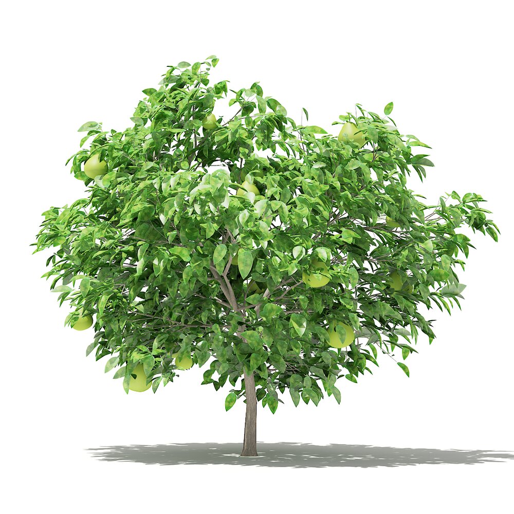 Pomelo Tree With Fruits 1.7m 3D model - Download Trees on 3DModels.org