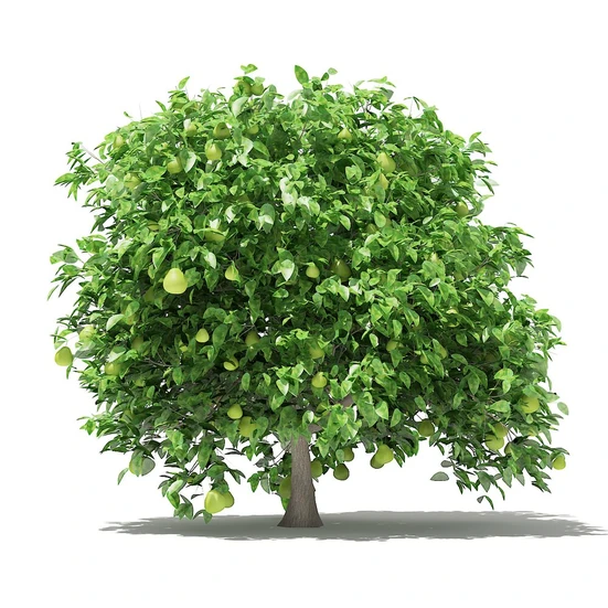 Pomelo tree 3D Models Download - 3DModels.org