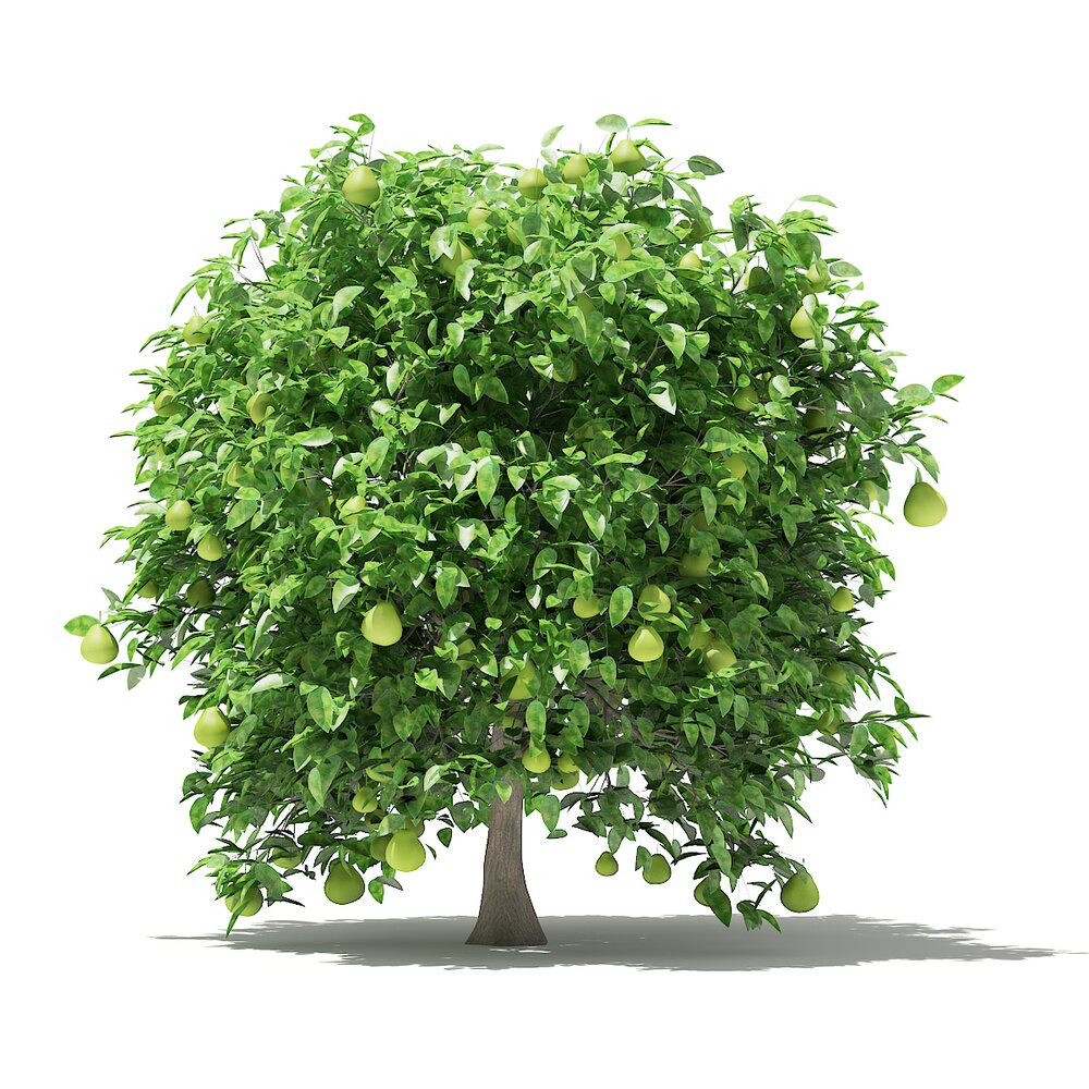 Pomelo Tree With Fruits 2.4m 3D model - Download Trees on 3DModels.org