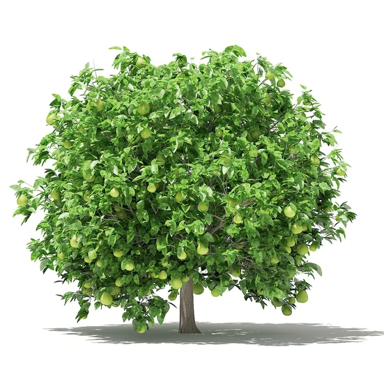 Pomelo tree 3D Models Download - 3DModels.org