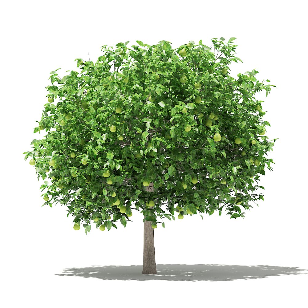 Pomelo Tree With Fruits 3.6m 3D model - Download Trees on 3DModels.org