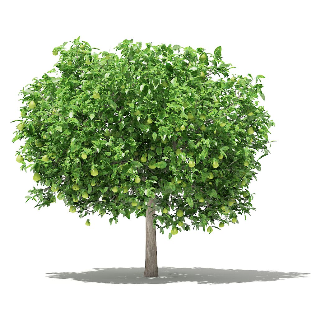Pomelo Tree With Fruits 3.6m 3D model - Download Trees on 3DModels.org