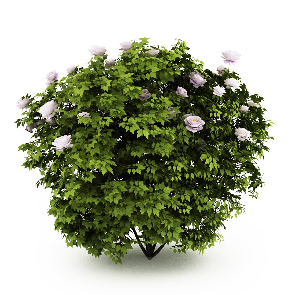 Peony (Paeonia) 3D model - Download Flowers on 3DModels.org
