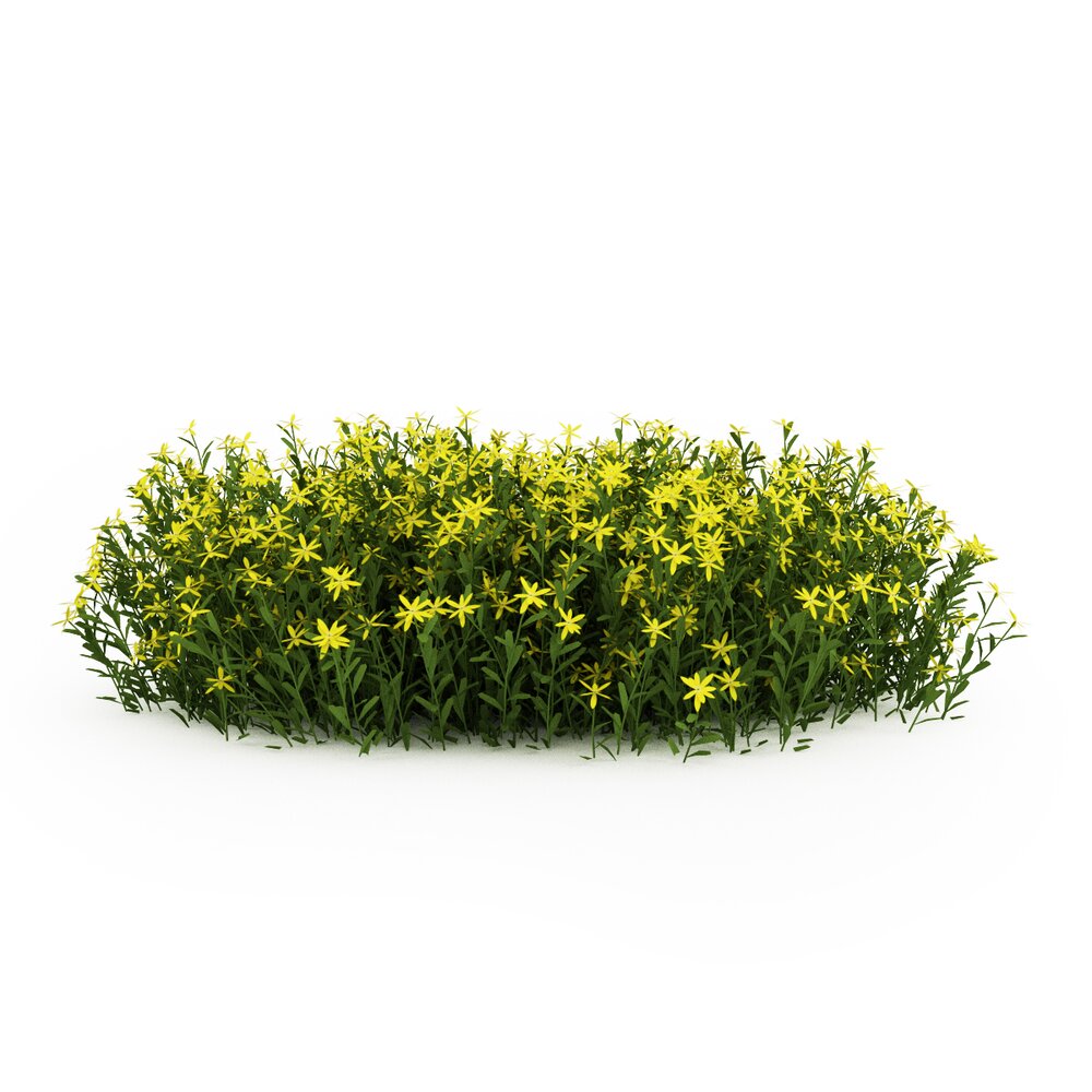 Broom (Genista lydia) 3D model - Download Flowers on 3DModels.org
