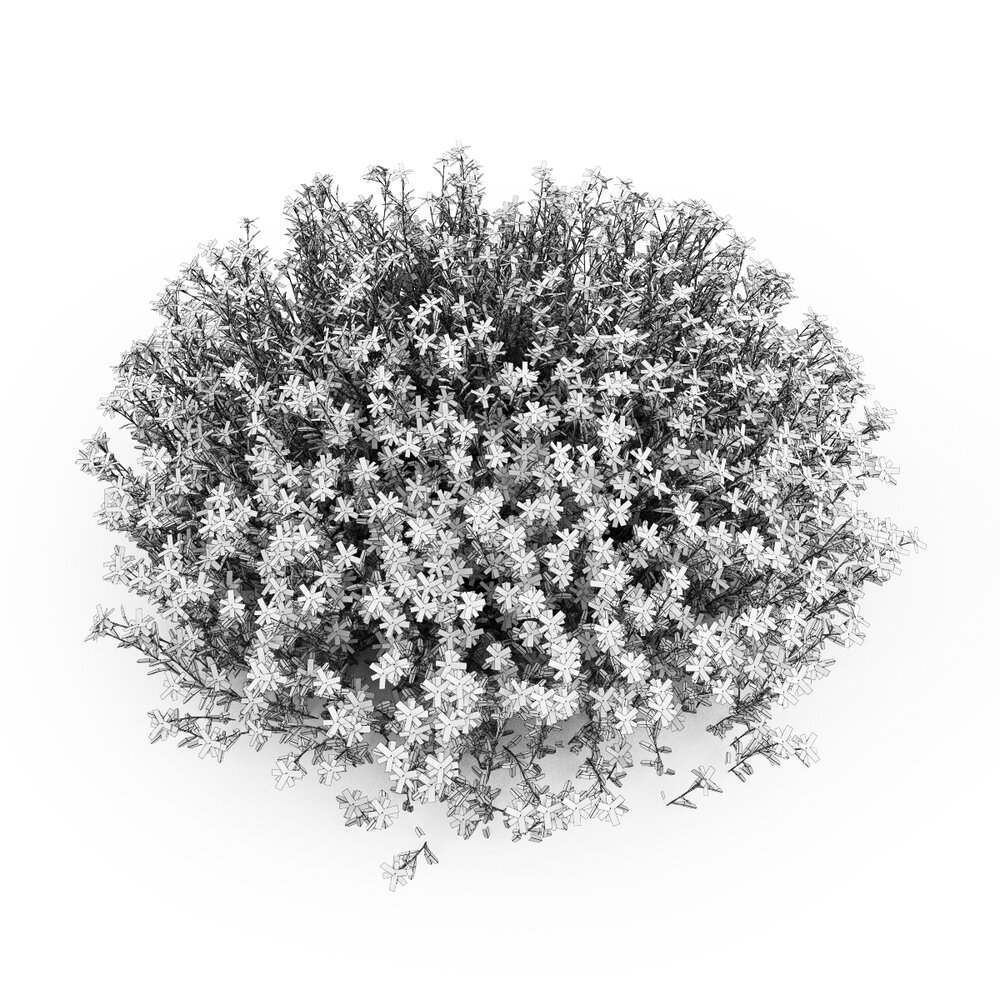 Broom (Genista lydia) 3D model - Download Flowers on 3DModels.org