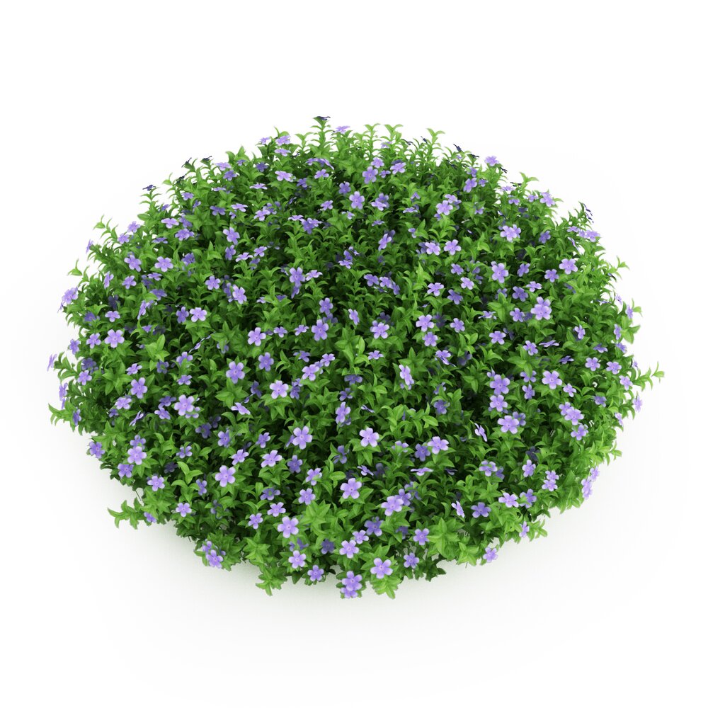 Dwarf Periwinkle (Vinca minor) 3D model - Download Houseplants on ...