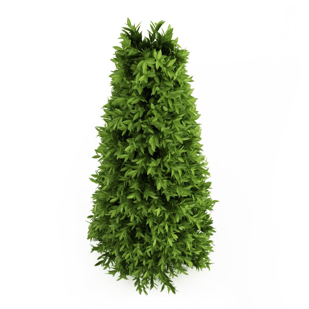 Bay Laurel (Laurus nobilis) 3D model - Download Trees on 3DModels.org