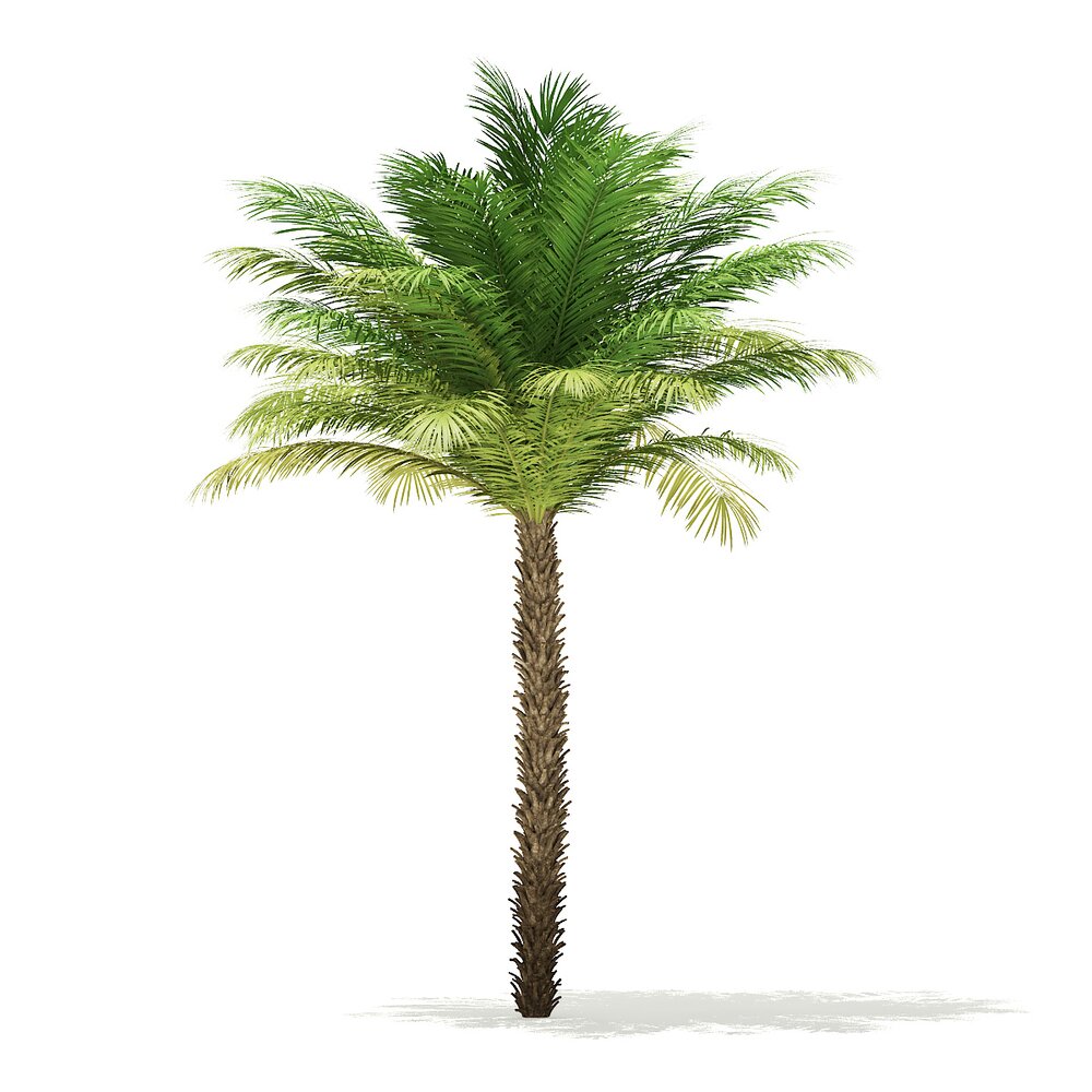 Date Palm Tree 5m 3D model - Download Trees on 3DModels.org
