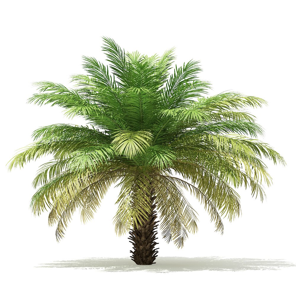 Palmera Datilera 4m Modelo 3D - Descargar Árboles on 3DModels.org