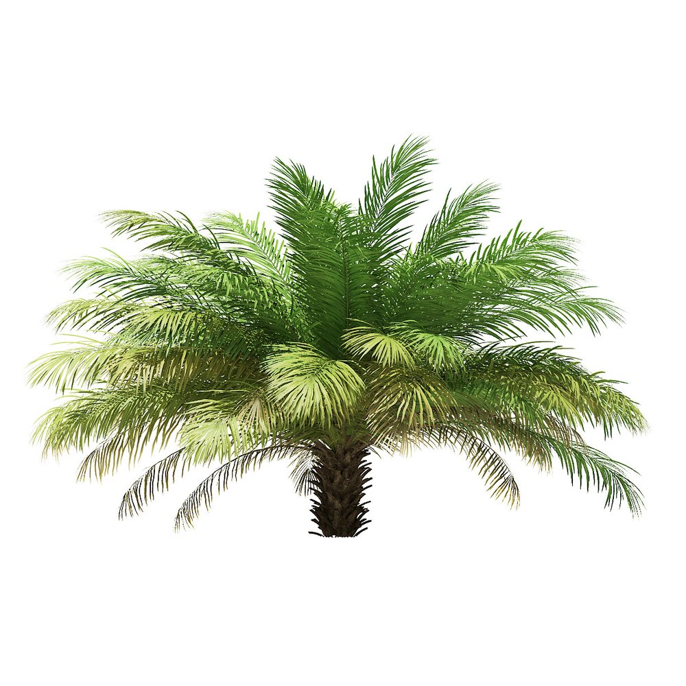 Date Palm Tree 2.5m 3D model - Download Trees on 3DModels.org