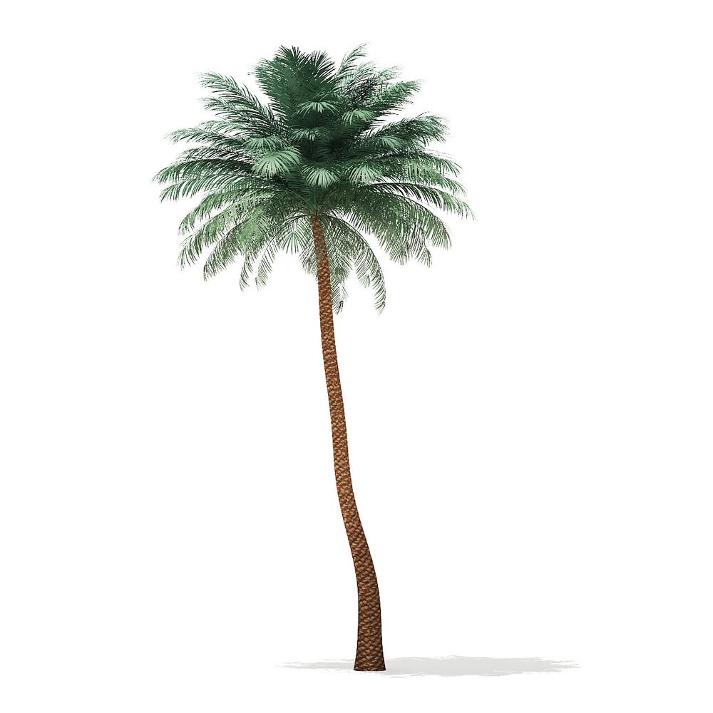 Palmera Datilera Plateada 10m Modelo 3D - Descargar Árboles on 3DModels.org