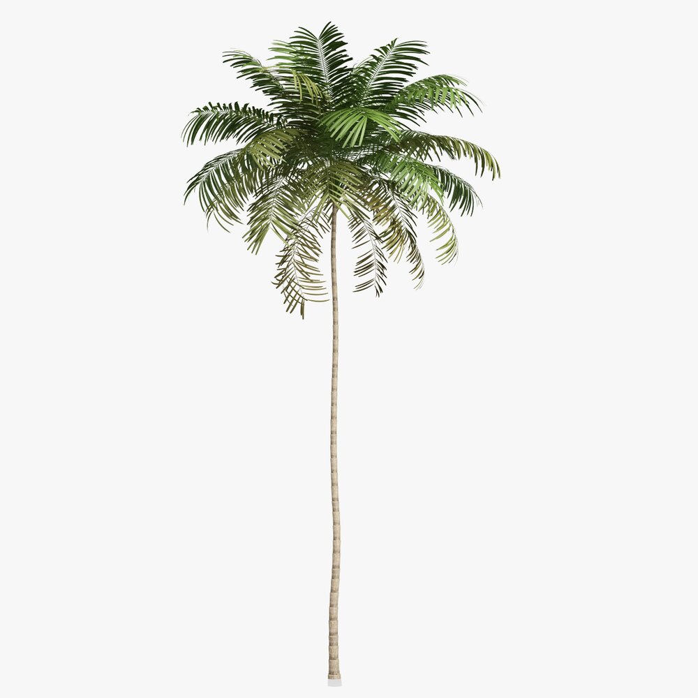 Tropical Palm Tree 3D model - Download Trees on 3DModels.org