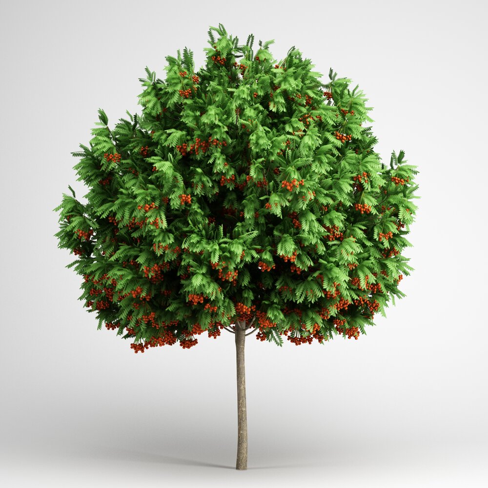 Round Topiary Tree 3D model - Download Trees on 3DModels.org