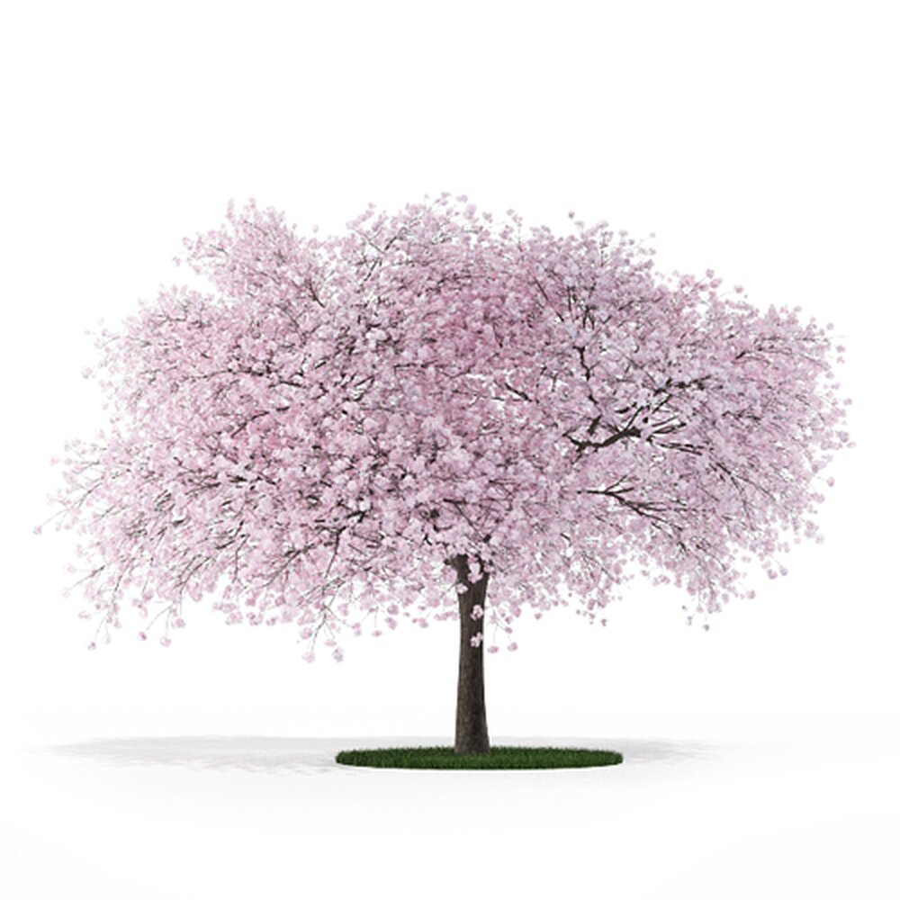 Árbol de Cerezo Floreciendo Con Césped Modelo 3D - Descargar Árboles on ...