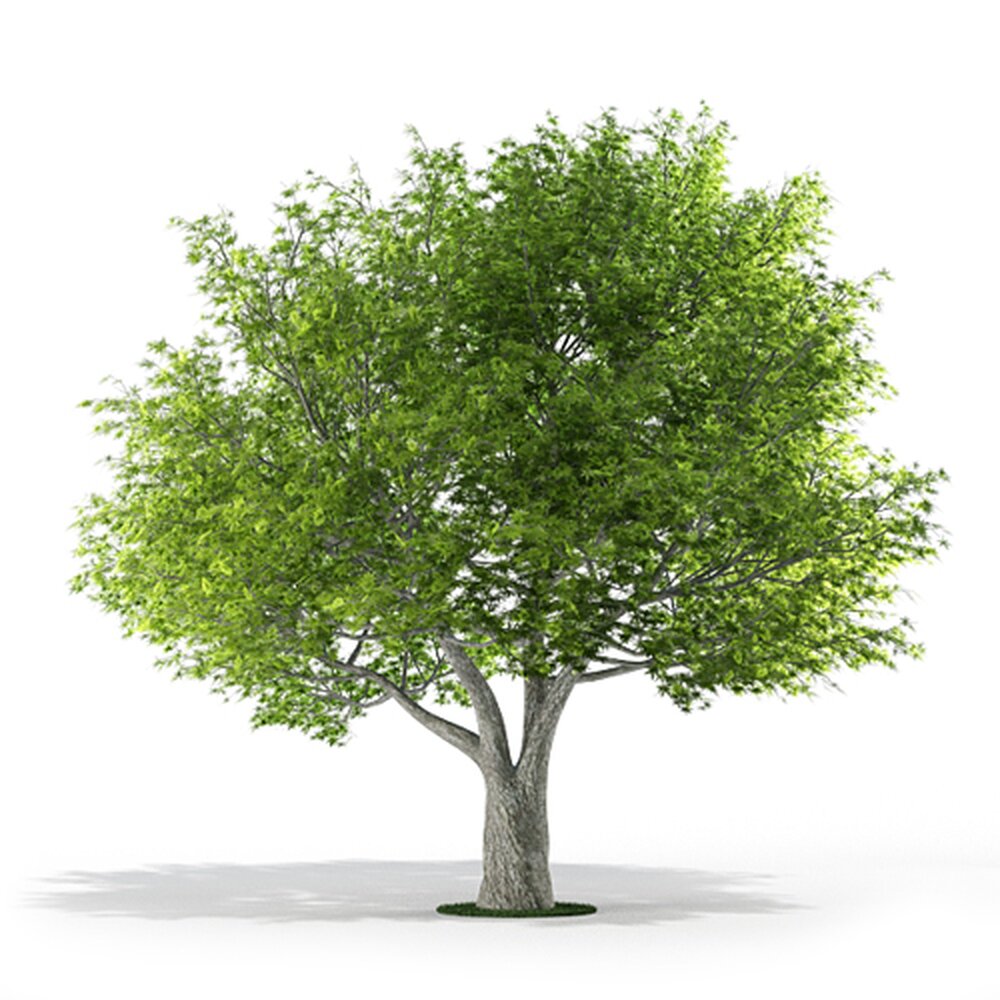 Lush Deciduous Tree with Rounded Canopy 3D model - Download Trees on ...