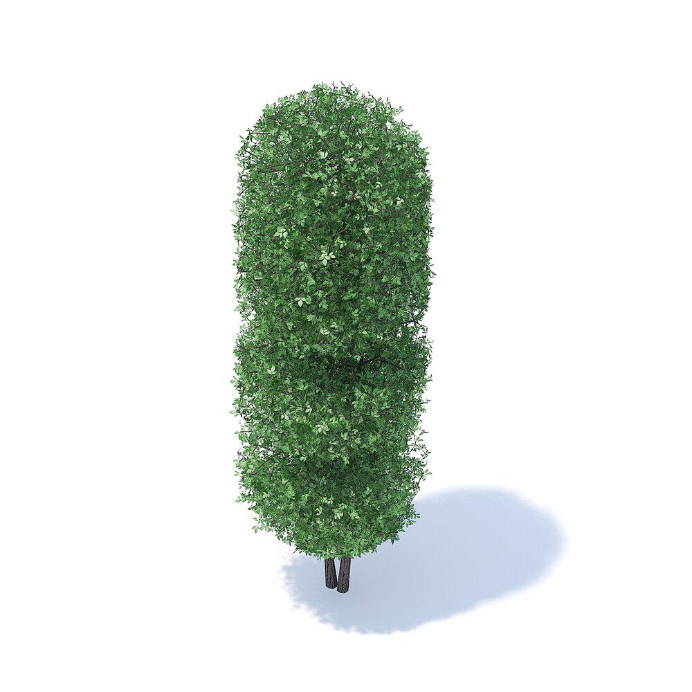 Tall Hedge 3D model - Download Trees on 3DModels.org