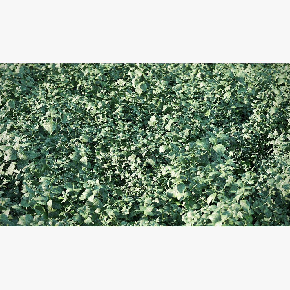 Meadow Mint 3D model - Download Grass on 3DModels.org