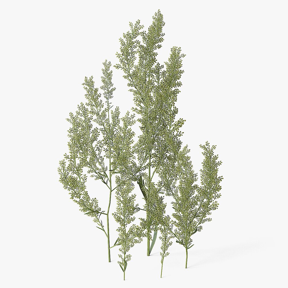 Meadow Goldenrod 3D model - Download Grass on 3DModels.org