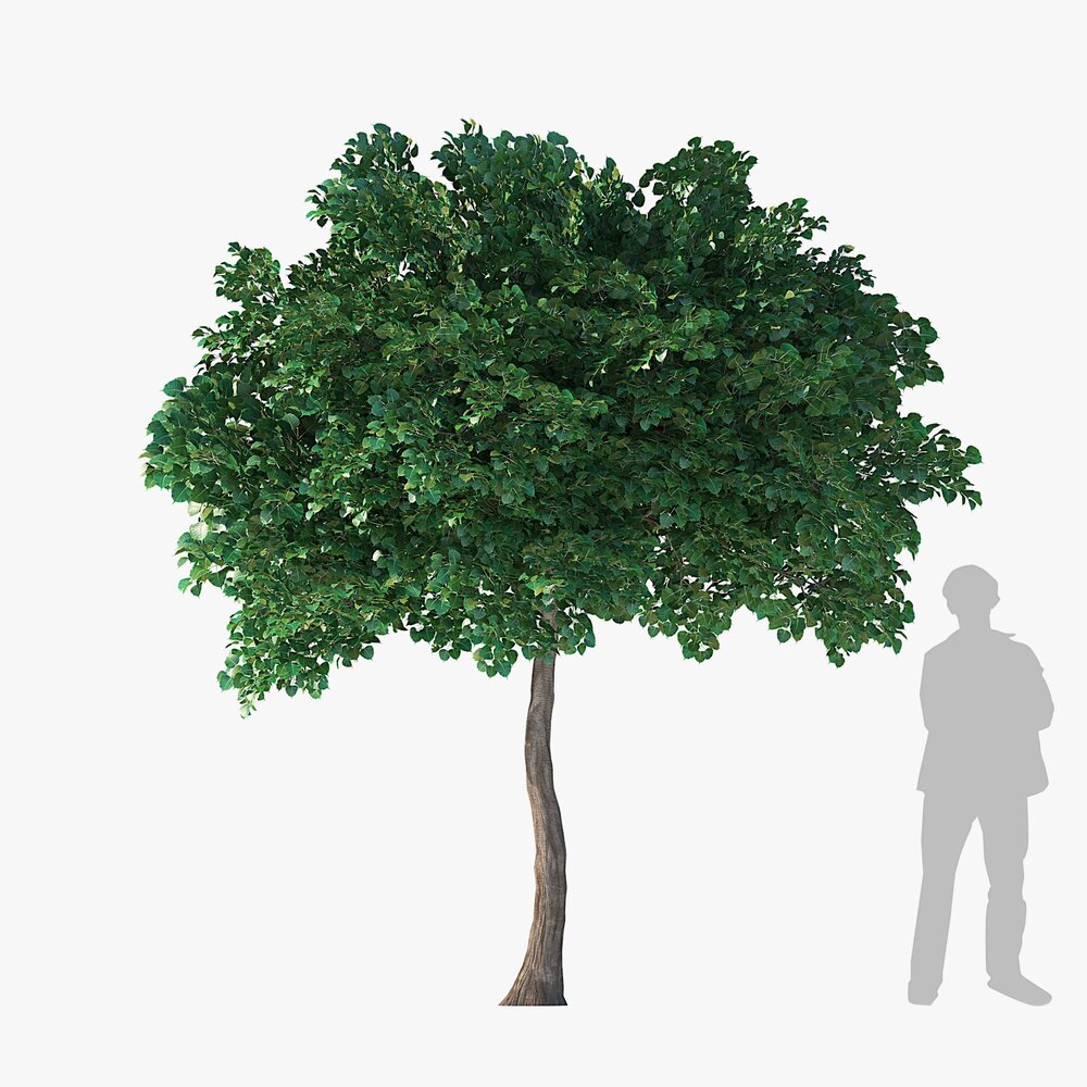 Sacred Fig Tree with Dense Foliage 3D model - Download Trees on ...