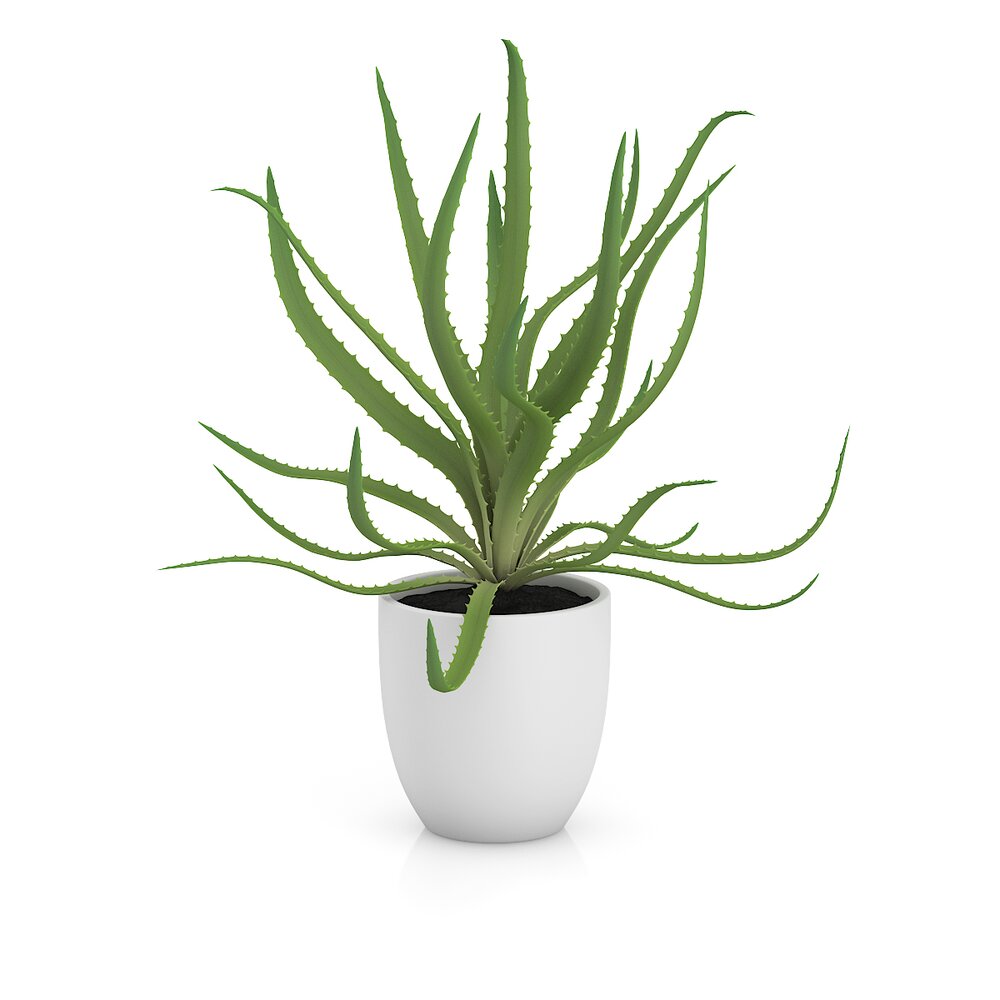 Aloe Vera Succulent Plant with Ceramic Container 3D model - Download ...