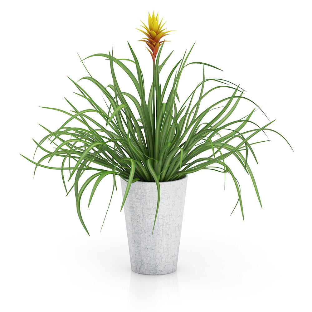 Guzmania Plant 3D model - Download Flowers on 3DModels.org