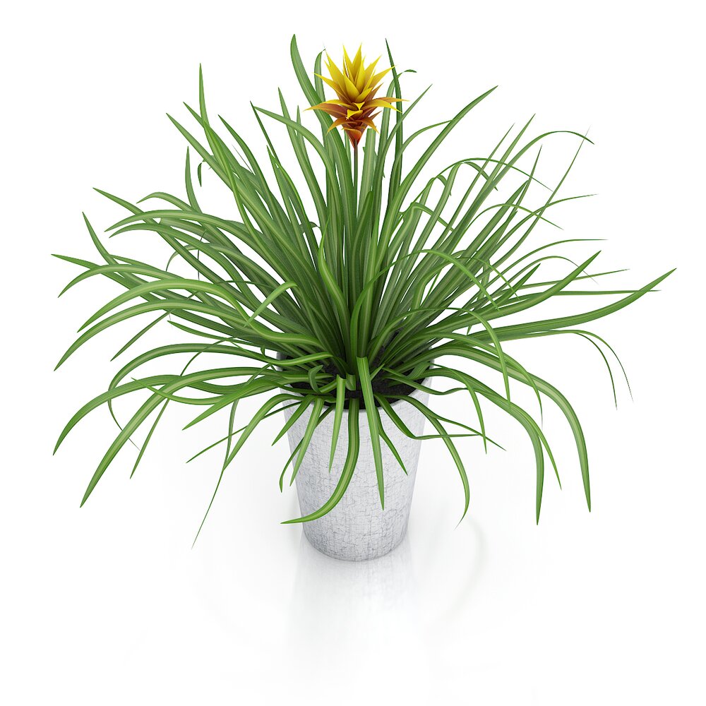 Guzmania Plant 3D model - Download Flowers on 3DModels.org