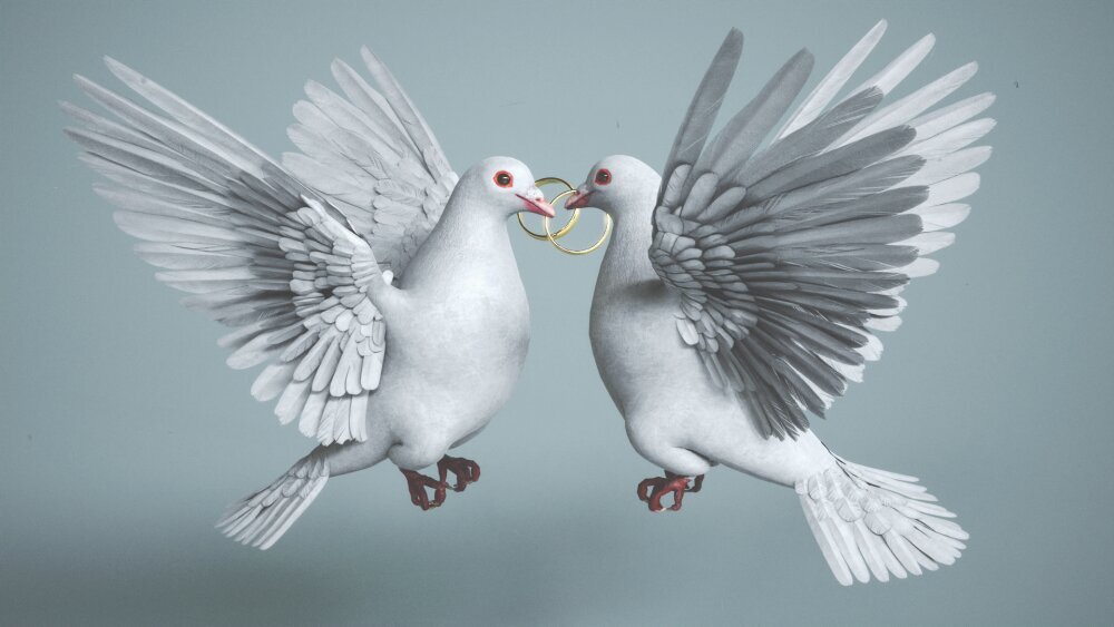 Wedding Dove 3D model - Download Birds on 3DModels.org