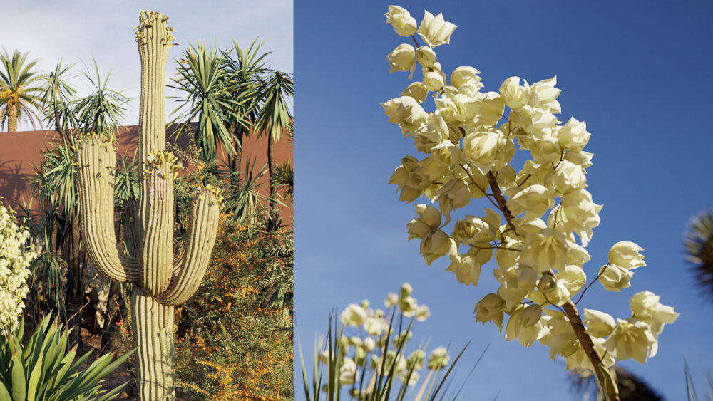 Tropical Desert Plant Collection 3D model - Download Bushes on 3DModels.org