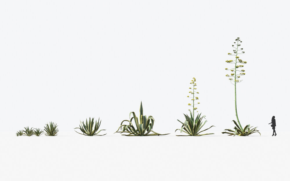 Tropical Desert Plant Collection 3D model - Download Bushes on 3DModels.org