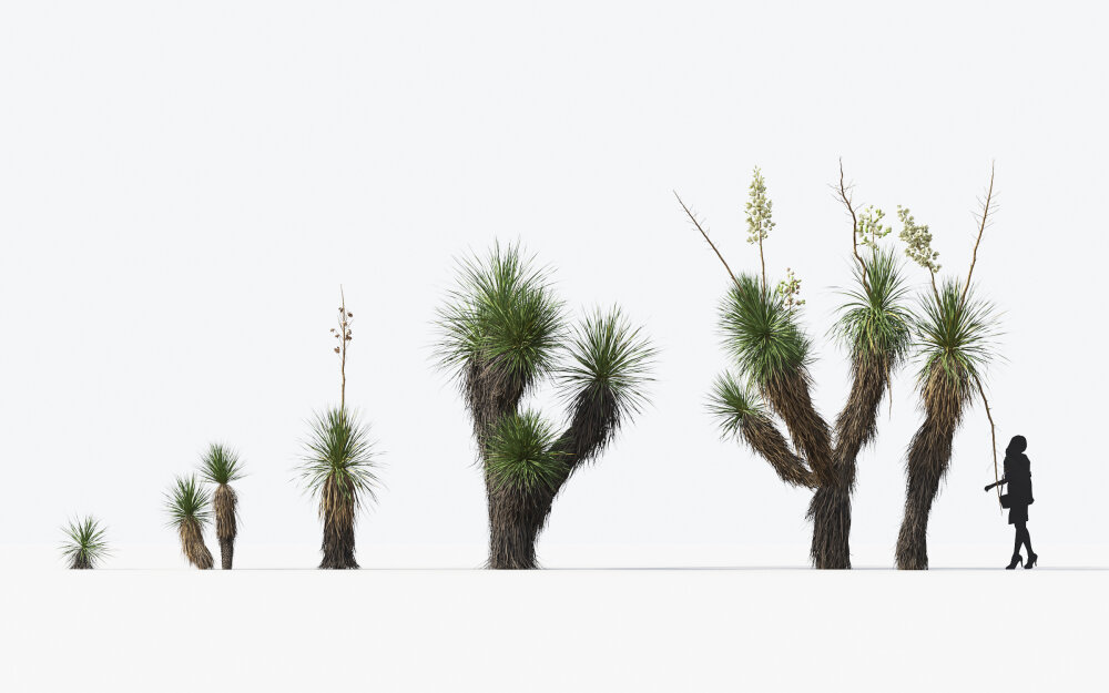 Tropical Desert Plant Collection 3D model - Download Bushes on 3DModels.org