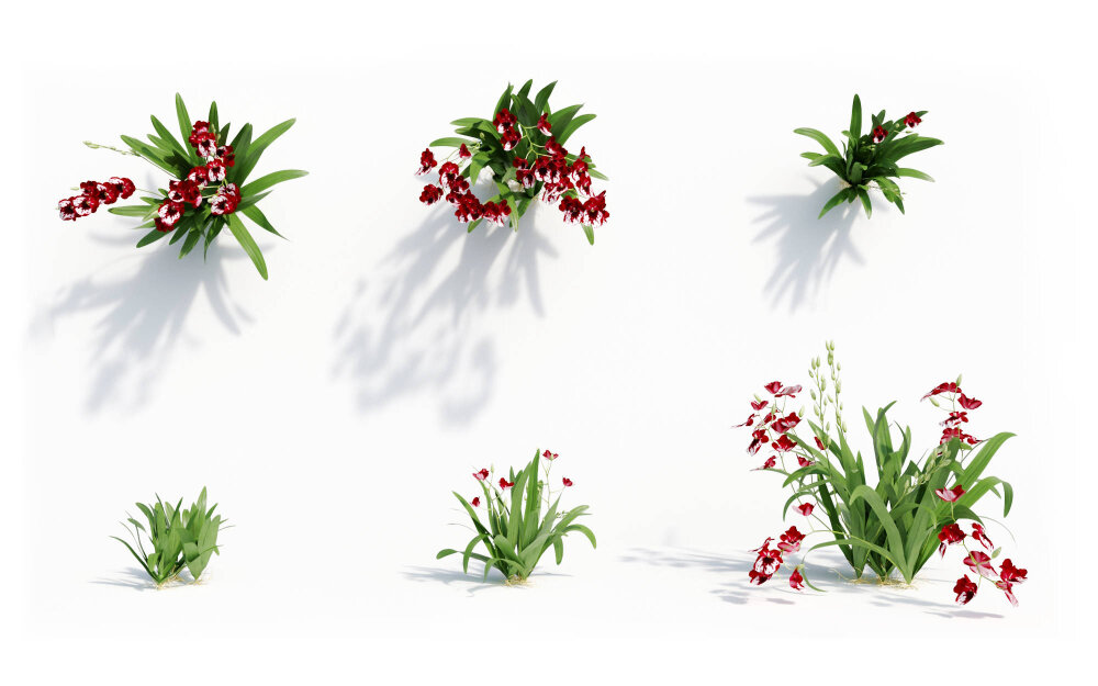 Orchid Collection 3D model - Download Flowers on 3DModels.org