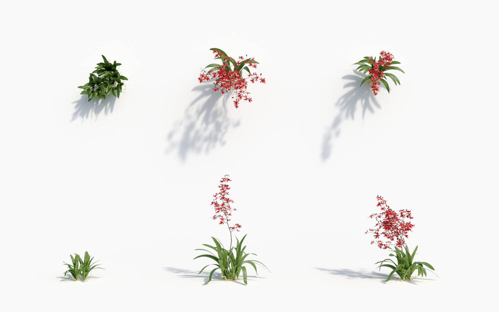 Orchid Collection 3D model - Download Flowers on 3DModels.org